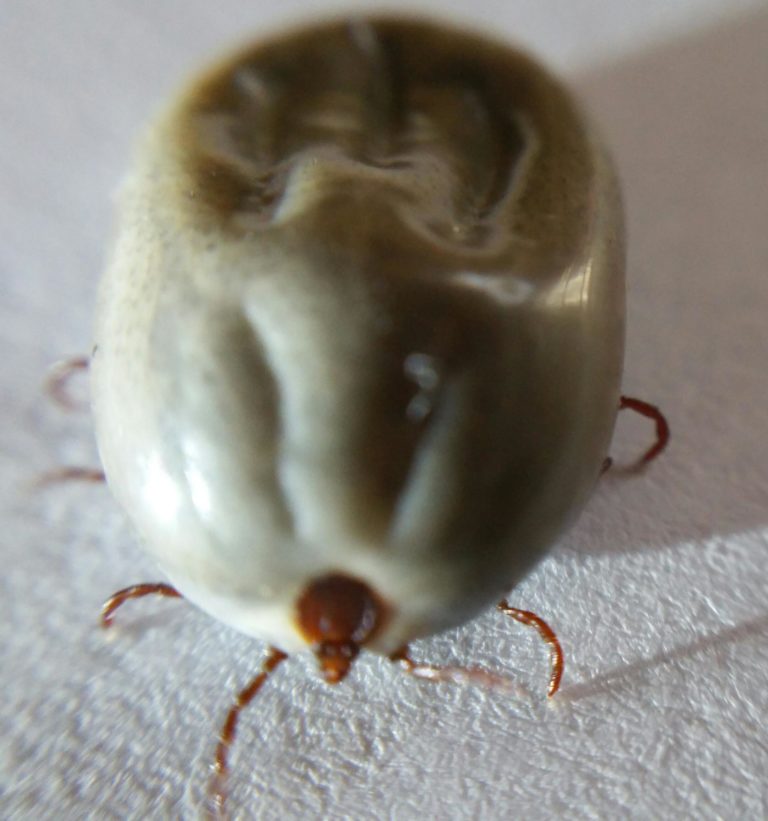 Ticks! – Woodridge Veterinary Clinic